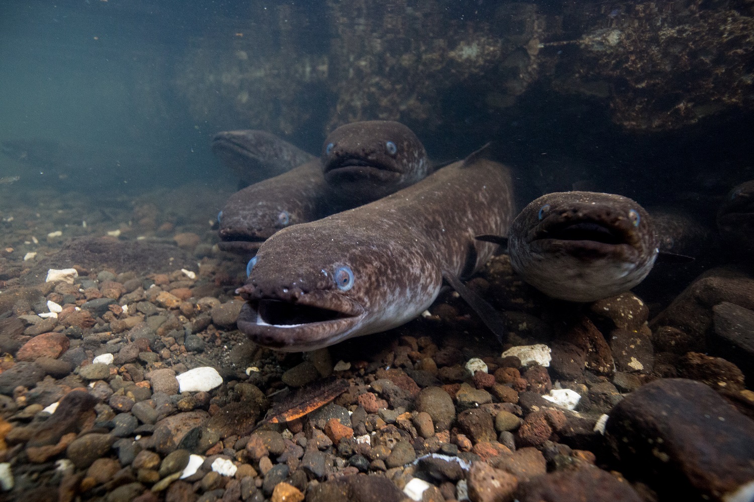 "Au fil de l'eau, les anguilles sacrées de Polynésie" | FranceTvPro.fr