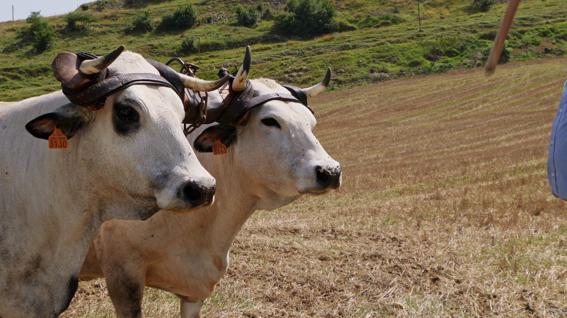 Oh la vache ! | FranceTvPro.fr
