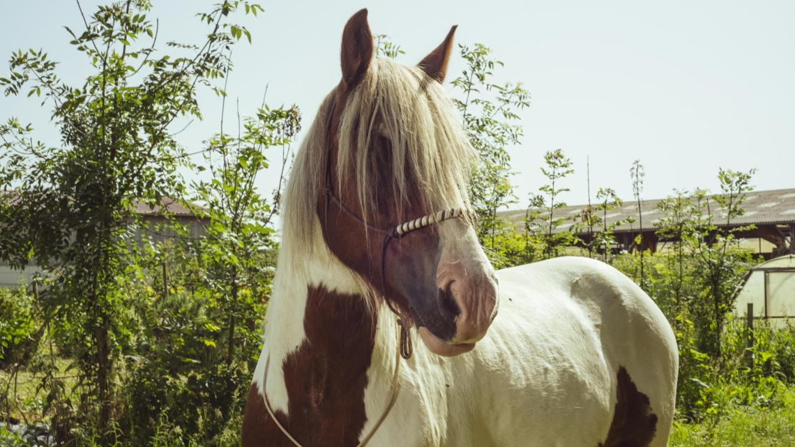 Au galop ! Une saison à cheval | FranceTvPro.fr