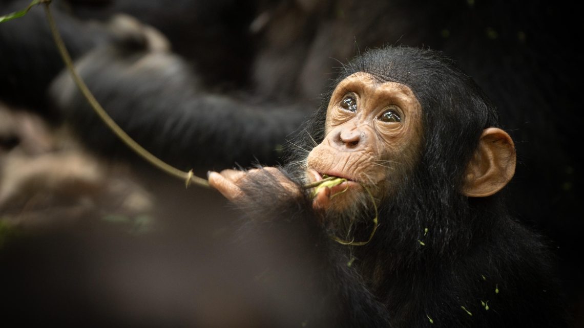 Instinct animal | FranceTvPro.fr