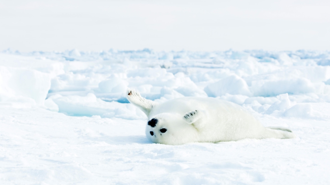 Royaumes de glace : L'Arctique / l'Aventure | FranceTvPro.fr