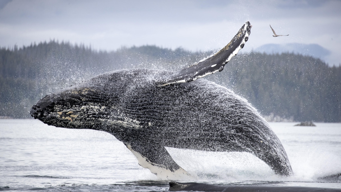 Planète Terre, le prix de la survie | FranceTvPro.fr
