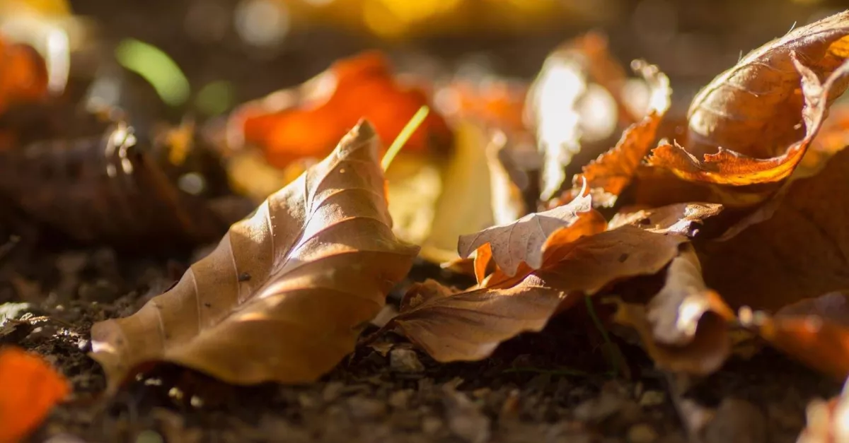 Le blues de l'automne | FranceTvPro.fr