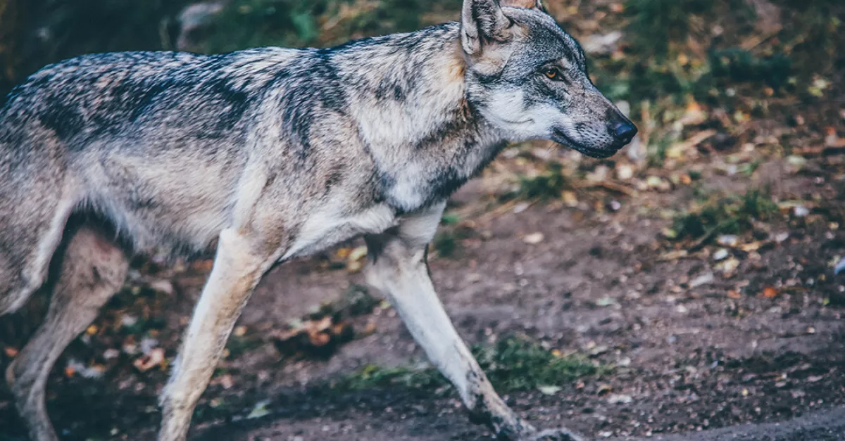 Faut-il avoir peur du loup ? | FranceTvPro.fr