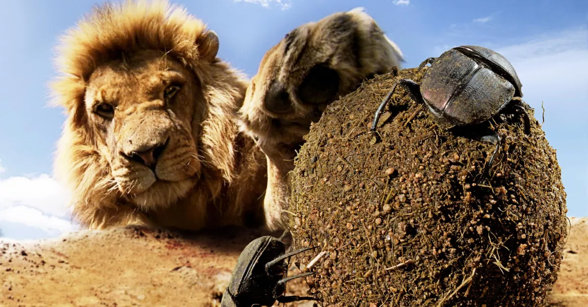 DOCUMENTAIRE ANIMALIER | FranceTvPro.fr