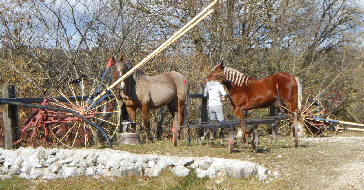 Le cheval Comtois | FranceTvPro.fr