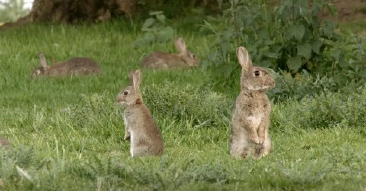 Les super pouvoirs des lapins | FranceTvPro.fr
