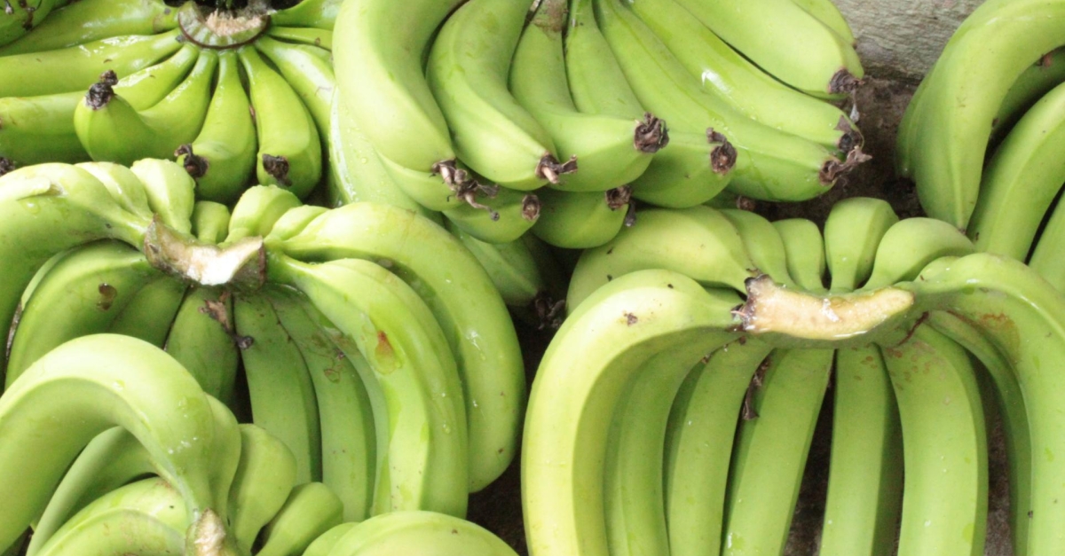 Arts et Cultures : La banane, l’or des Antillais | FranceTvPro.fr