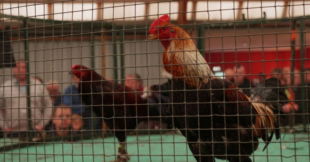 Combats de coqs | FranceTvPro.fr