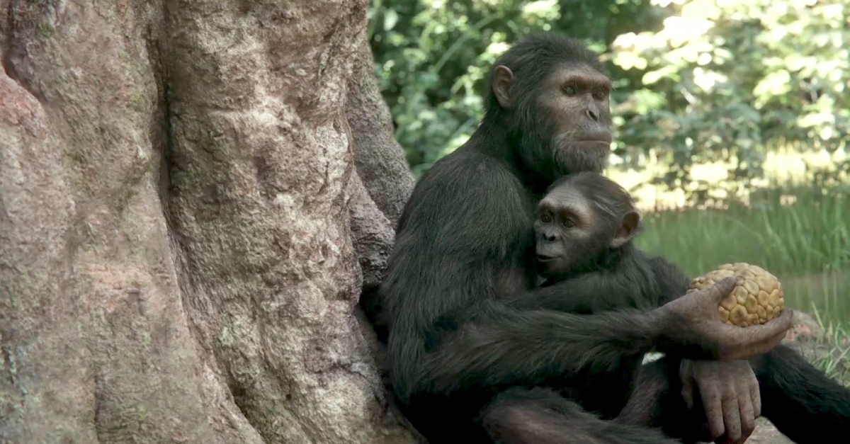 Nos ancêtres les hominidés | FranceTvPro.fr