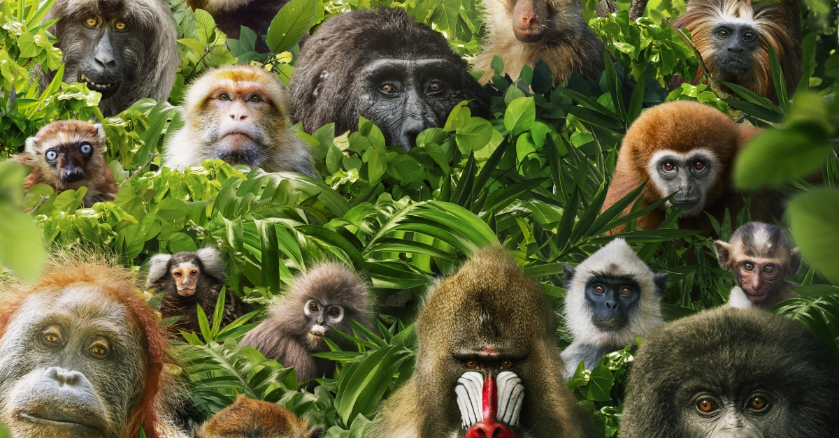 Spécial « Primates » | FranceTvPro.fr