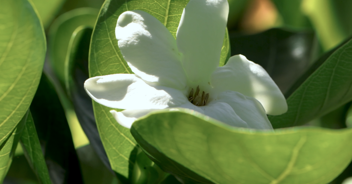 ça pousse au fenua, le doc épisode 5 : La tiare | FranceTvPro.fr