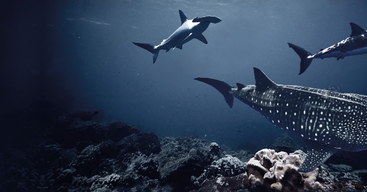Au plus près des requins | FranceTvPro.fr