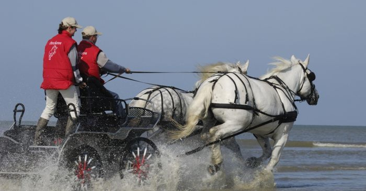 La Route du Poisson, de mémoire de cheval | FranceTvPro.fr