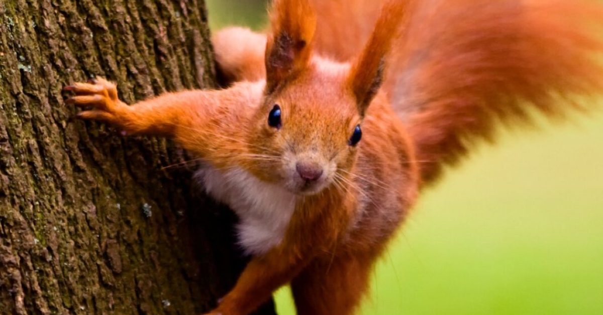 Le tour du monde des écureuils | FranceTvPro.fr