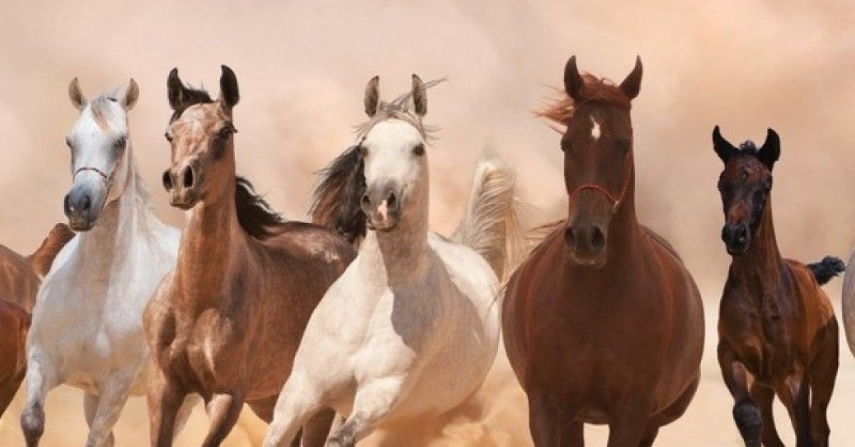 Les galops du Pacifique | FranceTvPro.fr