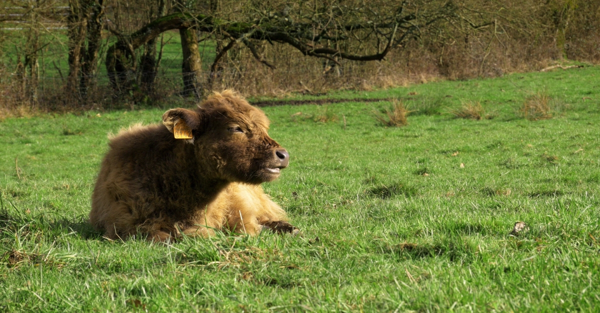 Oh la vache ! | FranceTvPro.fr