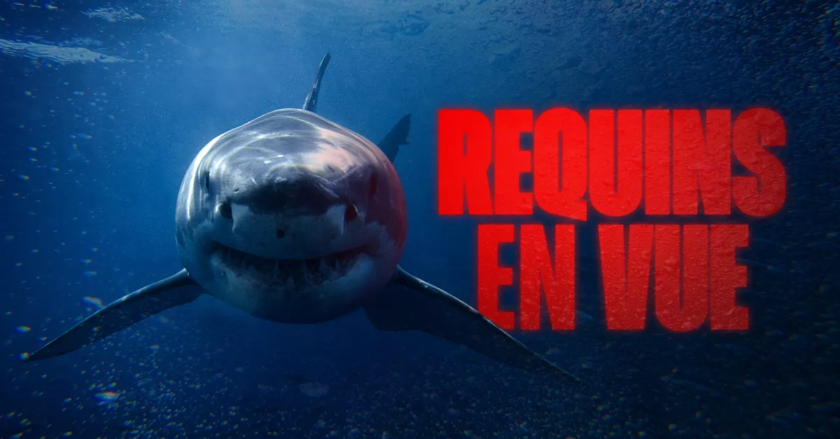 Requins en vue | FranceTvPro.fr