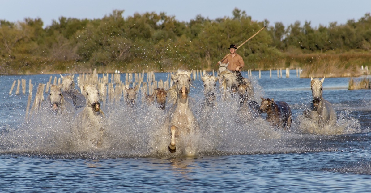Camargue, des paysages et des hommes : éditions spéciales vendredi 12 ...