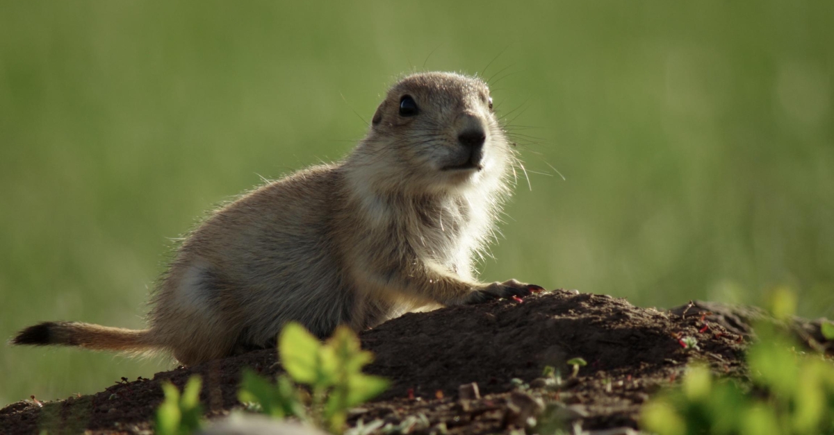 Il était une fois dans la prairie | FranceTvPro.fr