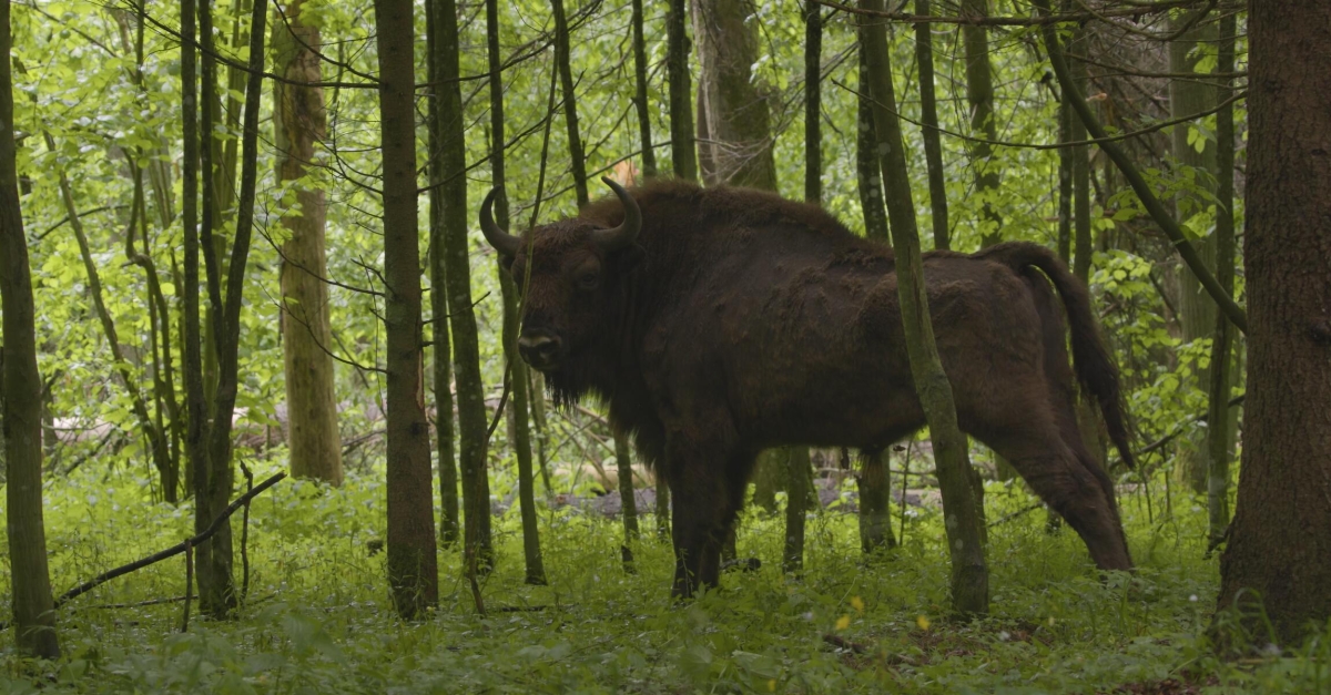 Le bison d'Europe, colosse de la forêt | FranceTvPro.fr