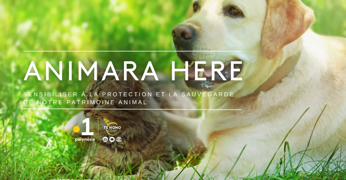 Animara here | FranceTvPro.fr