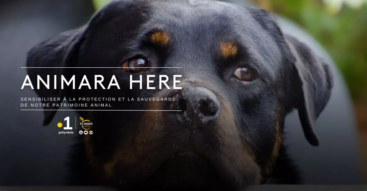 Animara here | FranceTvPro.fr